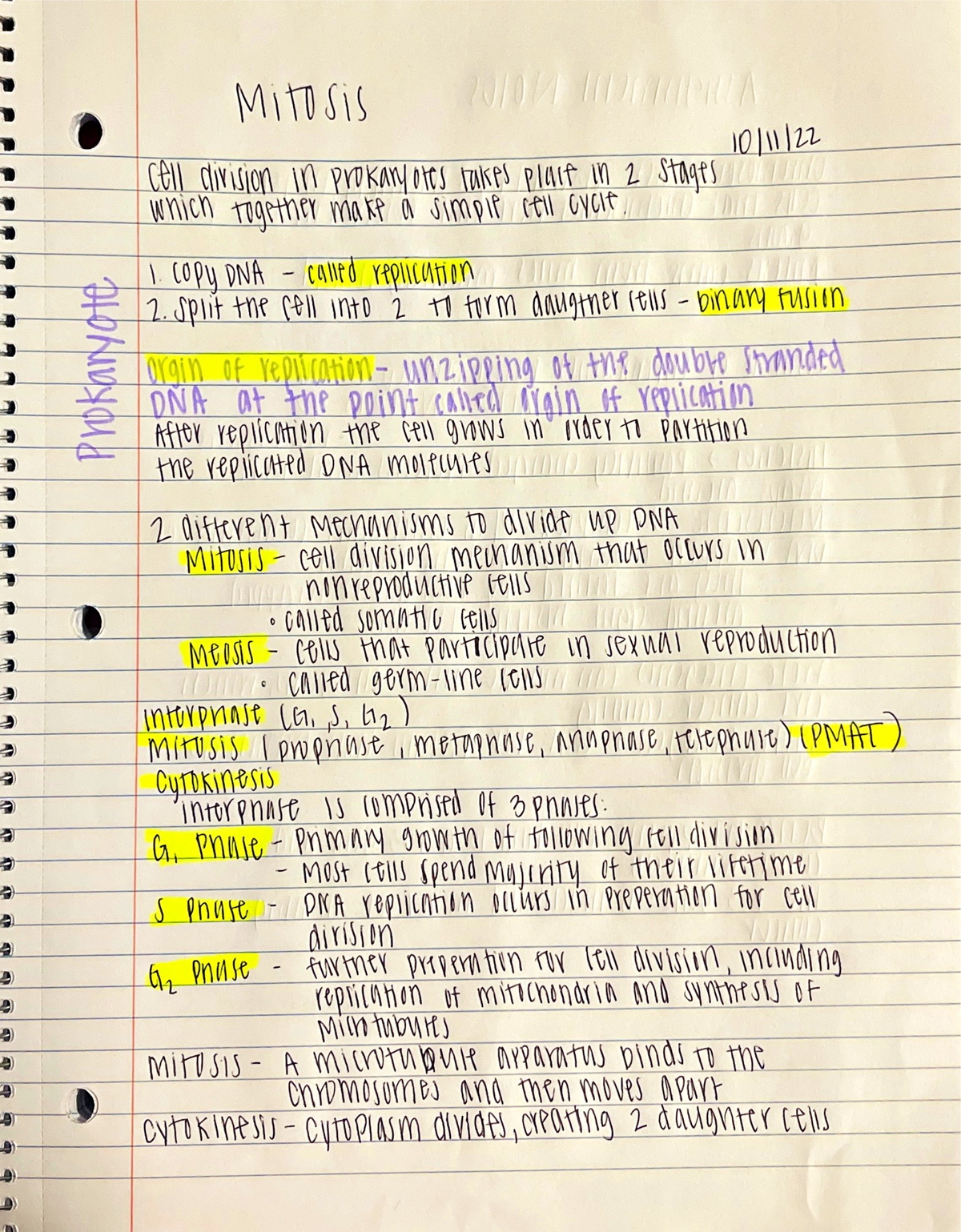 Mitosis - BIOL 100 - Studocu