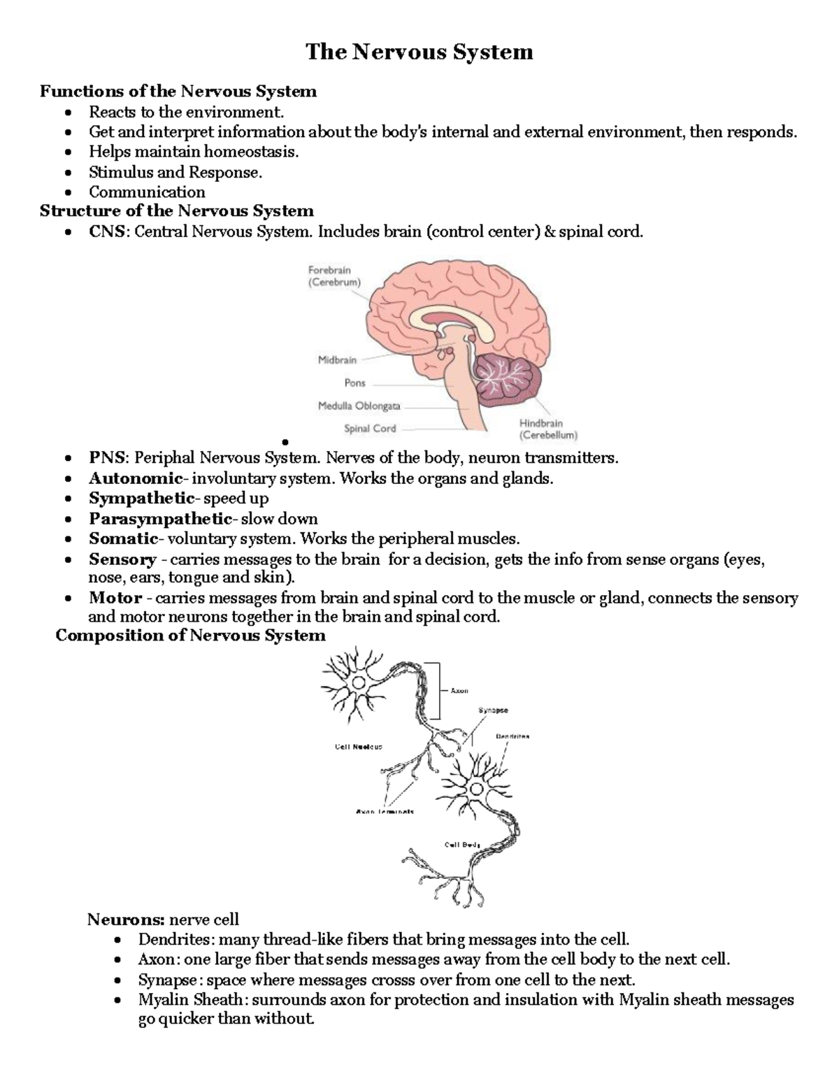 Nervous System Notes - The Nervous System Functions of the Nervous ...