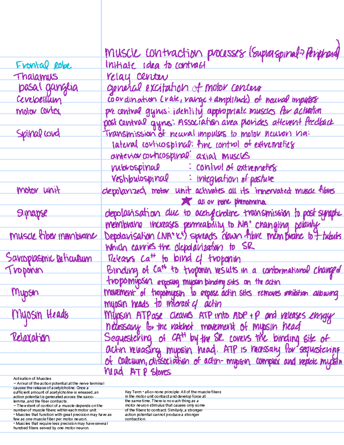 Unit 2 muscle contraction processes - Activation of Muscles Arrival of ...