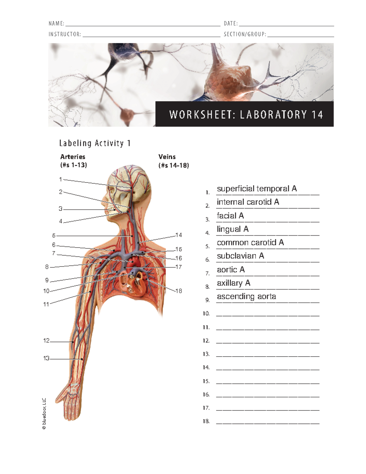 Worksheet Blood Vessels 2 - W O R K S H E E T : L A B O R A T O R Y 1 4 ...