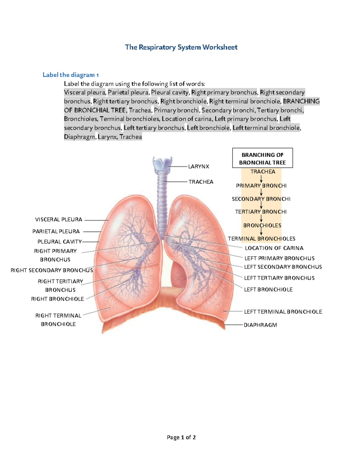 The Respiratory System Worksheet - Page 1 of 2 The Respiratory System ...
