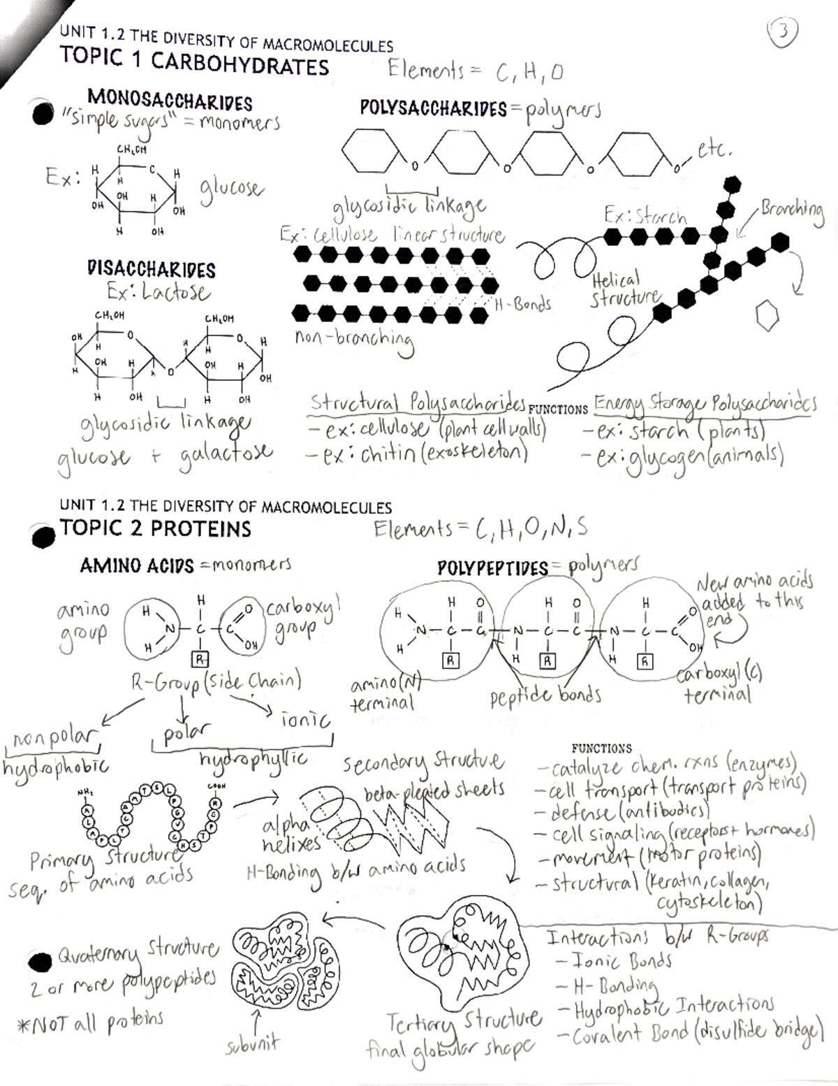 Carbohydrates and Proteins Graphic Notes KEY - UNIT 1 THE DIVERSITY OF ...