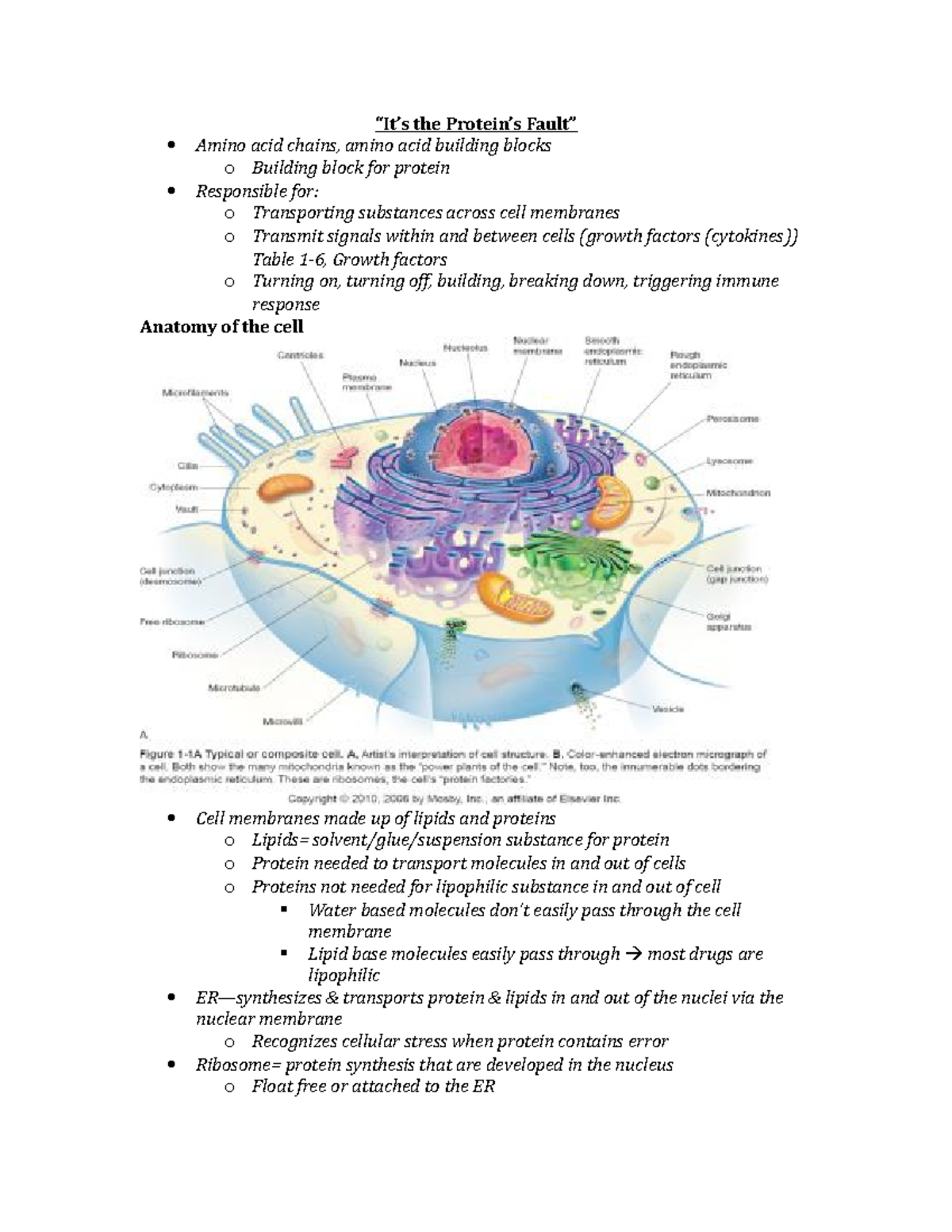 The Cell Cycle & Protein Synthesis - “It’s the Protein’s Fault” Amino ...