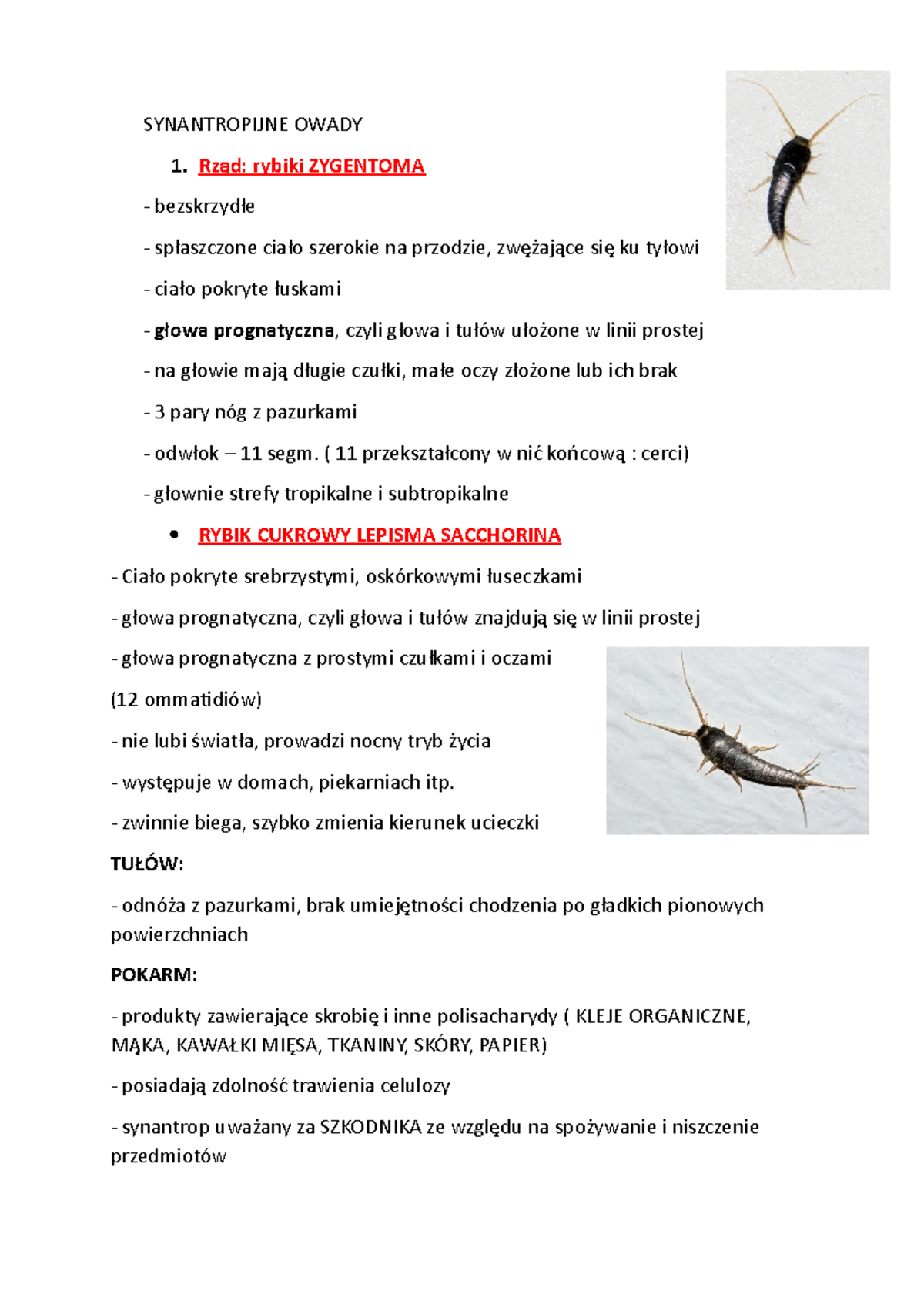 Synantropijne Owady - pomoc w zaliczeniu - SYNANTROPIJNE OWADY Rząd ...