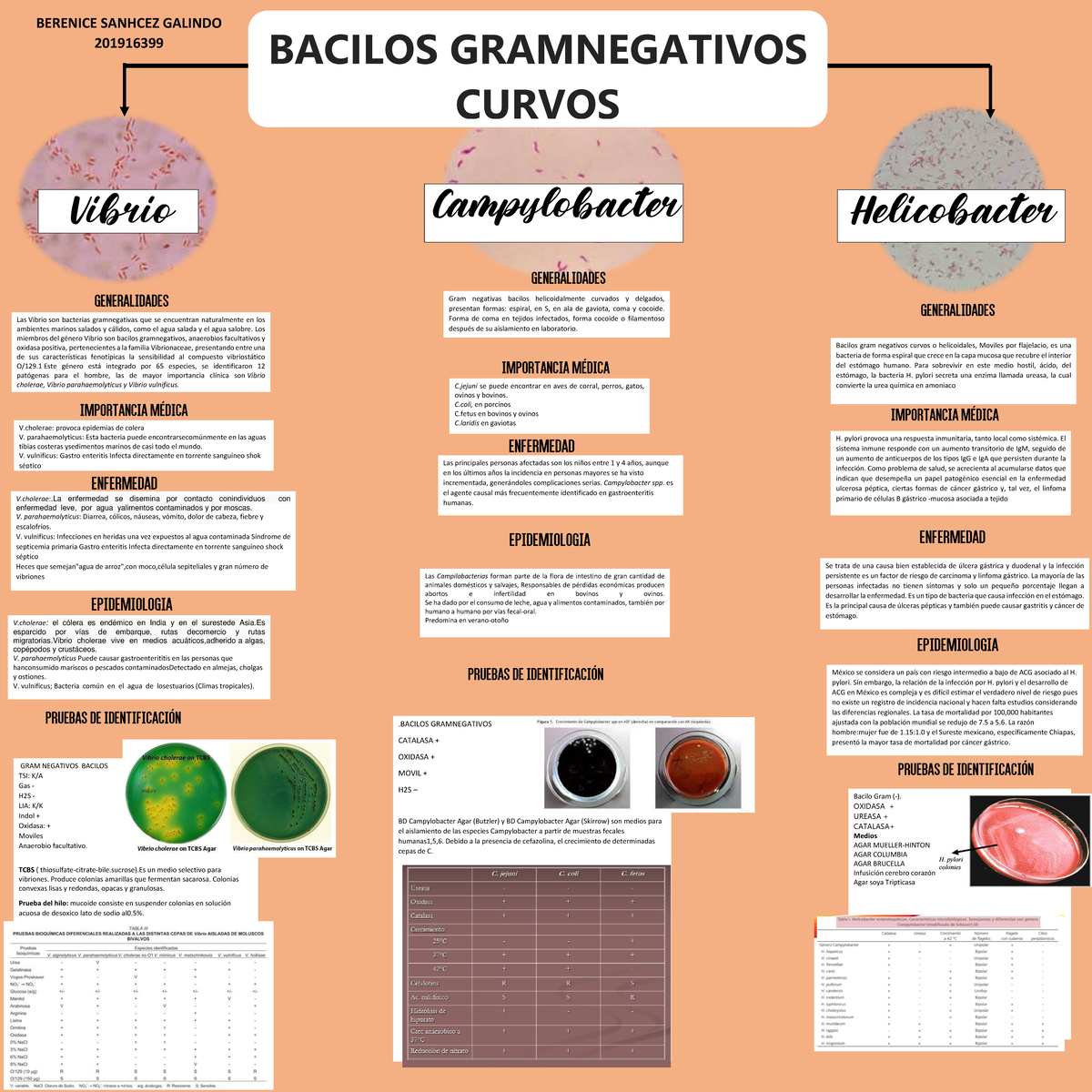 Bacilos Gramnegativos Curvos 1-1 - BACILOS GRAMNEGATIVOS CURVOS Vibrio Campylobacter ...
