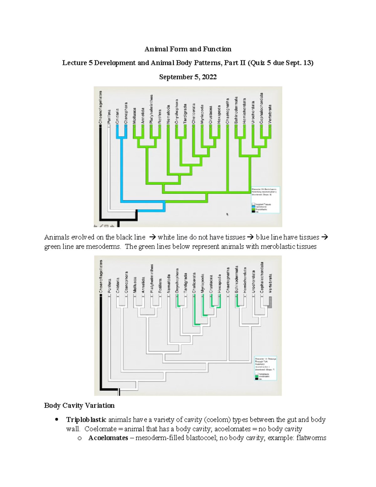 BIOL2371 Lecture 5 Development and Animal Body Patterns Part II ...