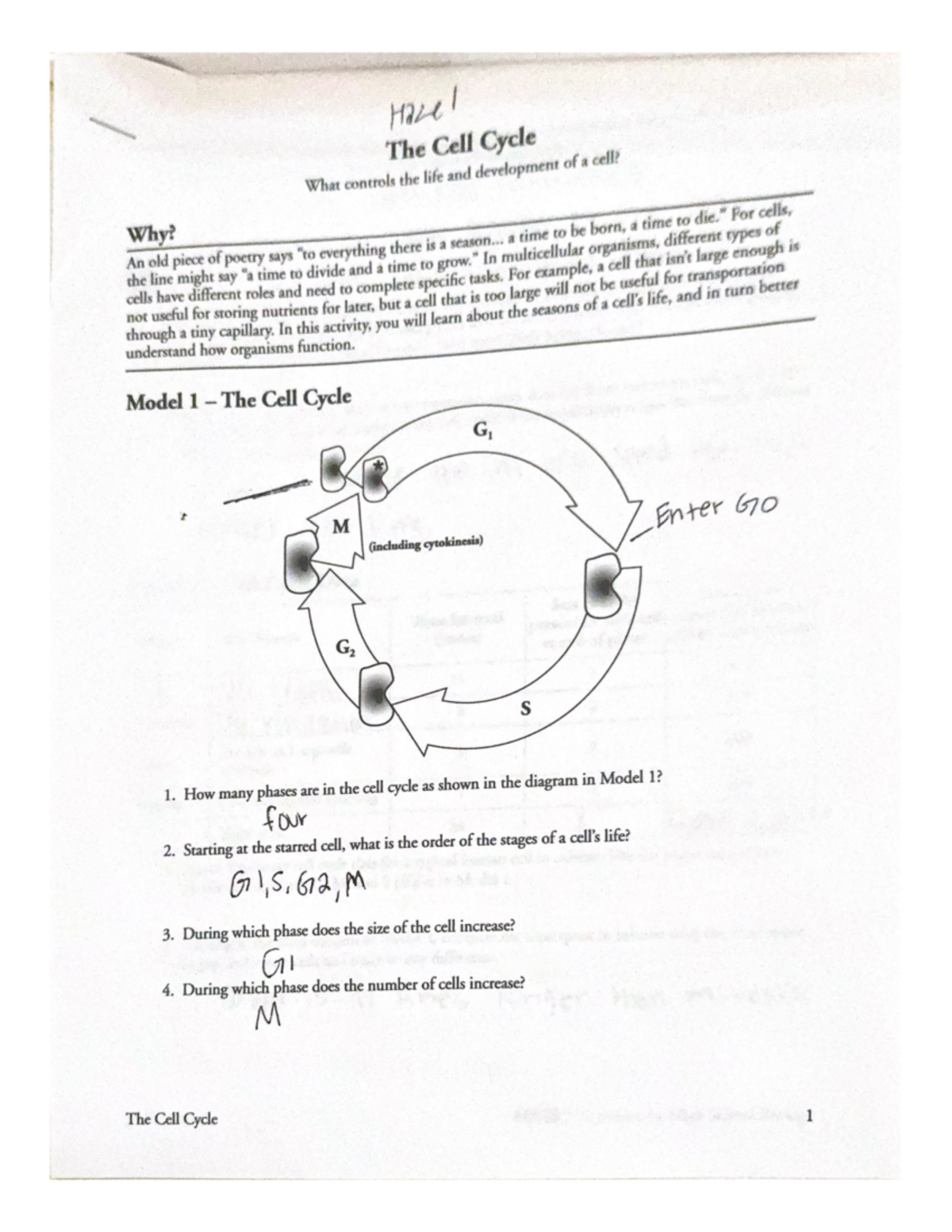 The Cell Cycle - Studocu