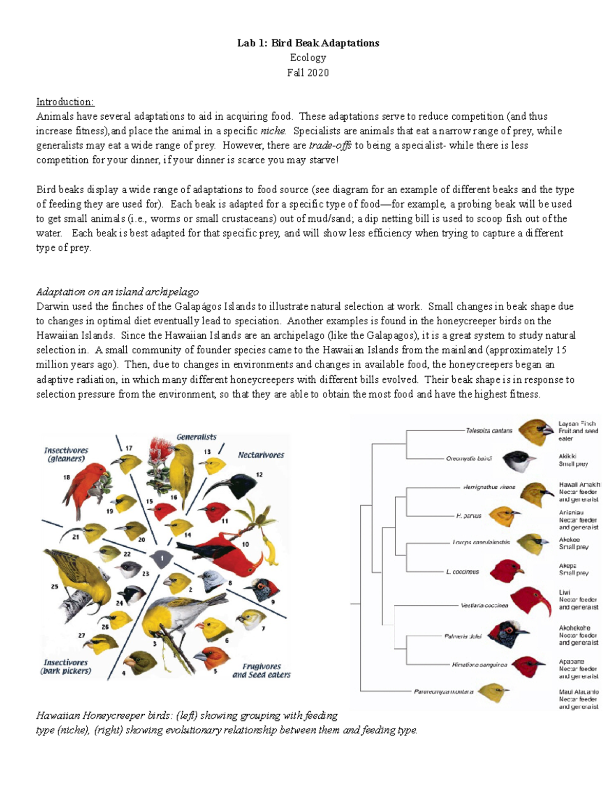2020FALL Lab 1- Bird beak adaptations - Lab 1: Bird Beak Adaptations ...