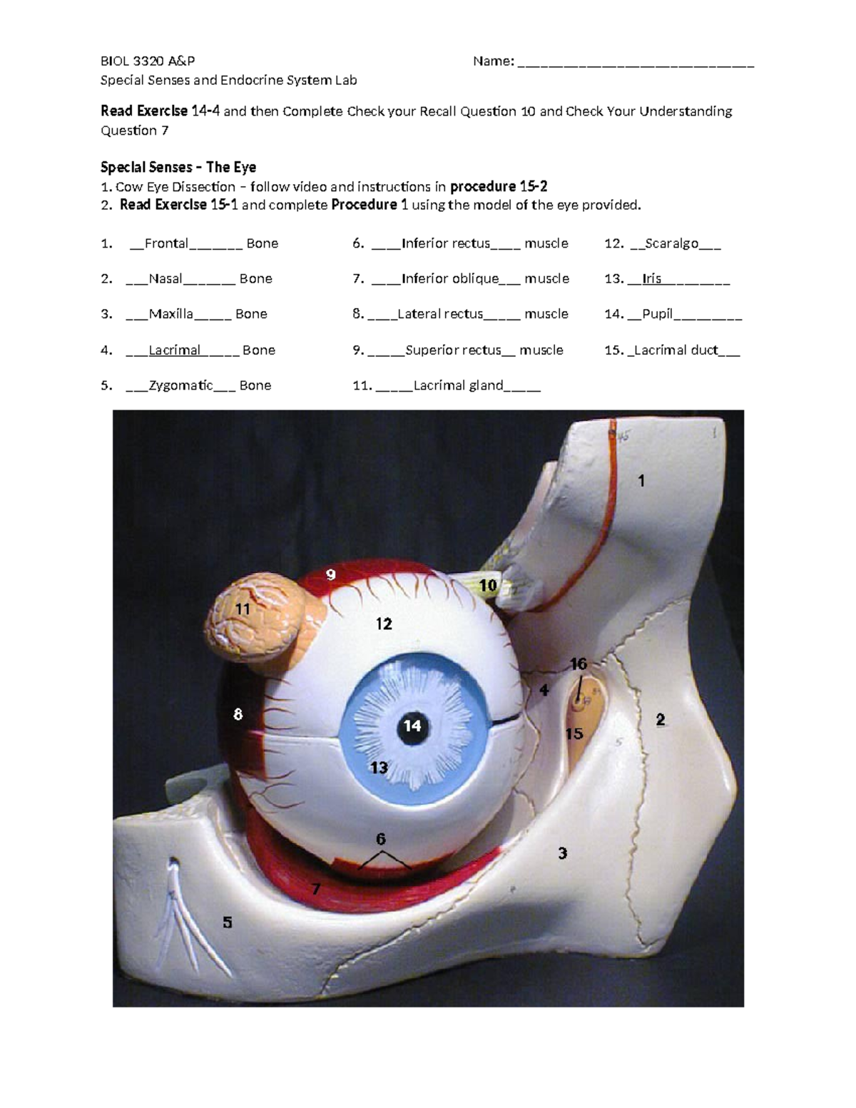 Anatomy Lab 8 Activities worksheet special senses and ANS - Special ...