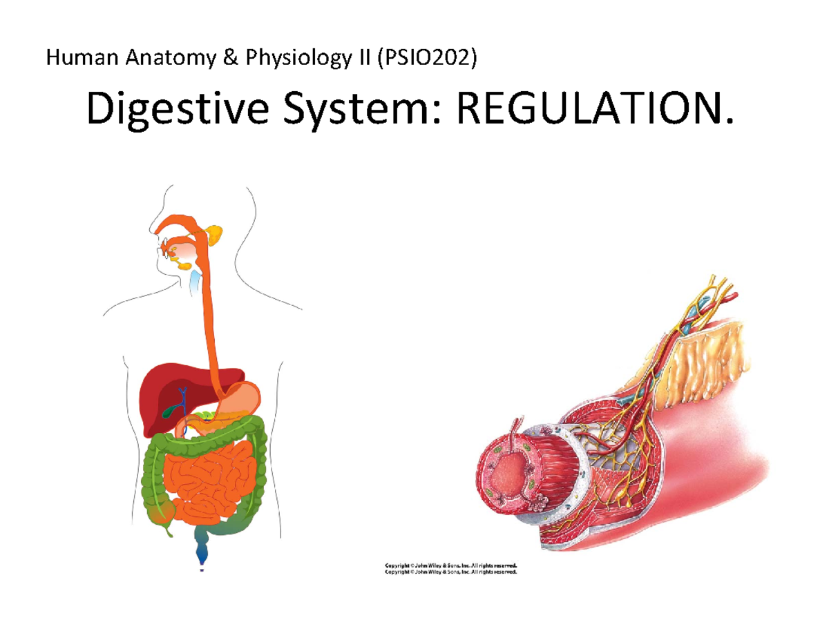 Digestion V. regulation - Digestive System: REGULATION. Human Anatomy ...