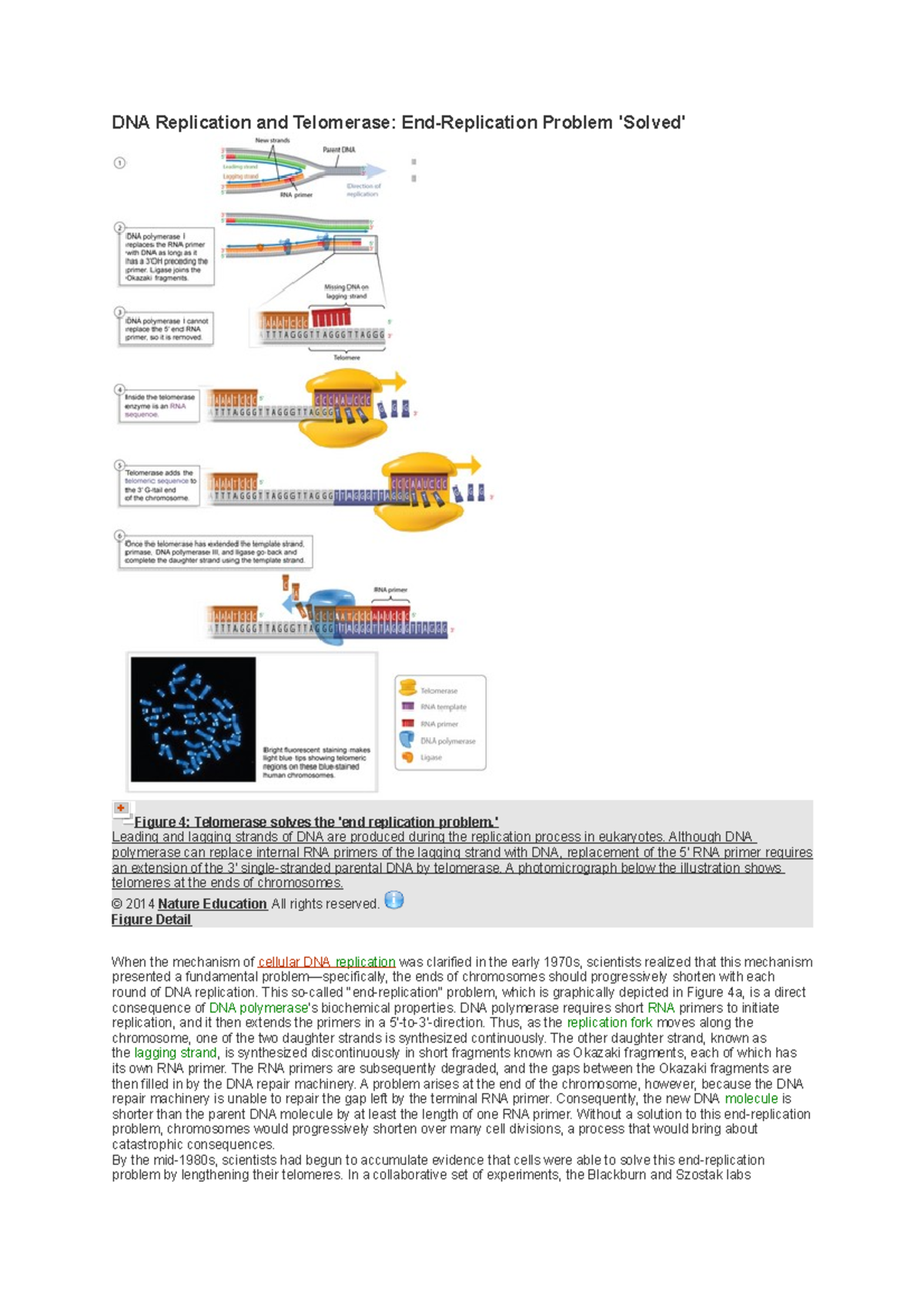 Telomere information - Lecture slides - DNA Replication and Telomerase ...