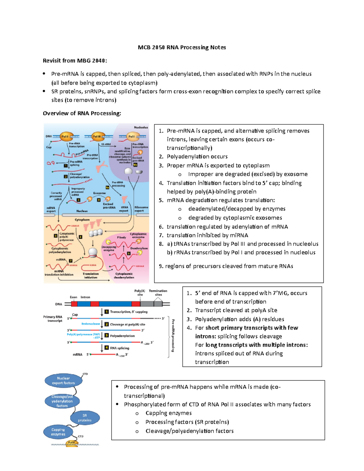 MCB 2050 RNA Processing Notes - MCB 2050 RNA Processing Notes Revisit ...