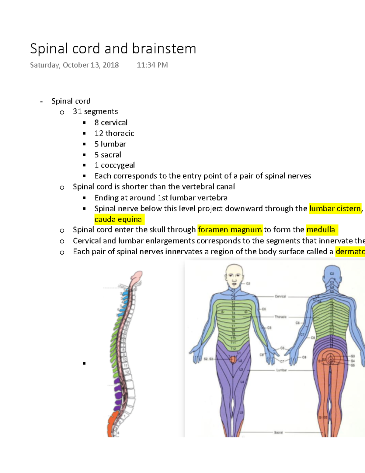 Spinal cord and brainstem - Warning: TT: undefined function: 32 Spinal ...