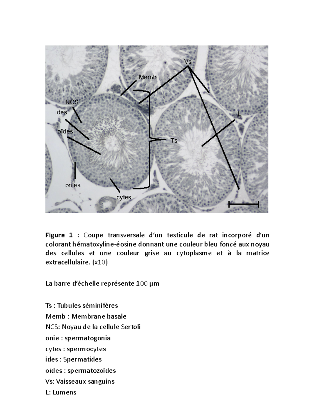 Lab Méiose - lab - Figure 1 : Coupe transversale d’un testicule de rat ...