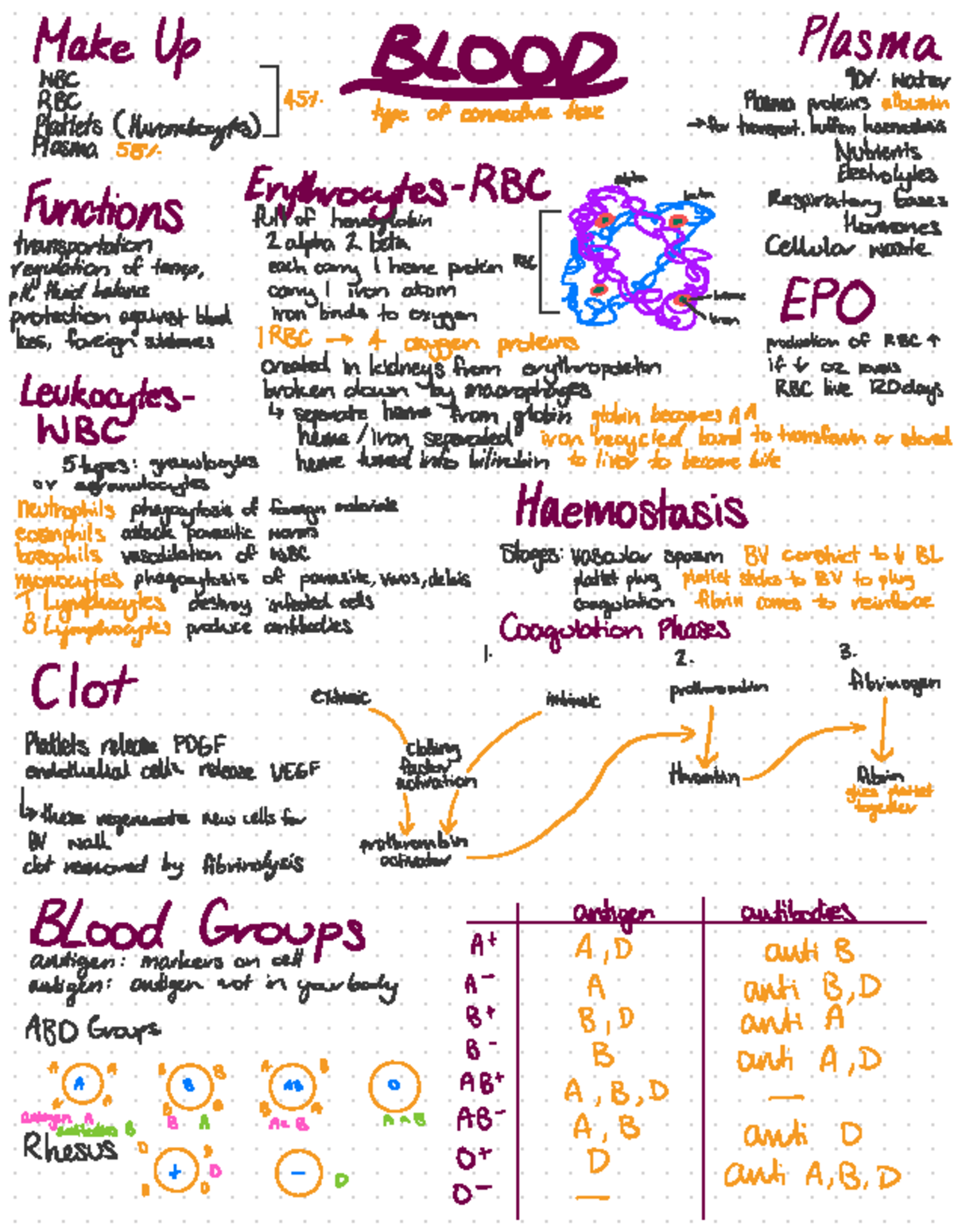 Blood - Make Up Plasma WBC 4s, .BG# 90% water RBC type of connective ...