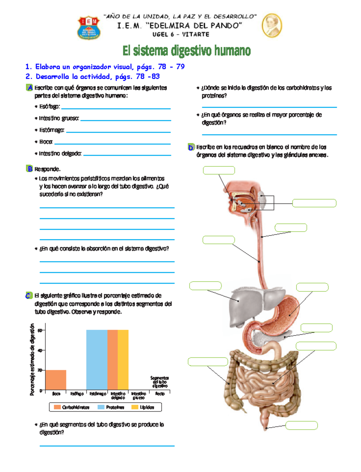 SES1 Sistema Digestivo - Boca Esófago Estómago Recto Segmentos del tubo ...