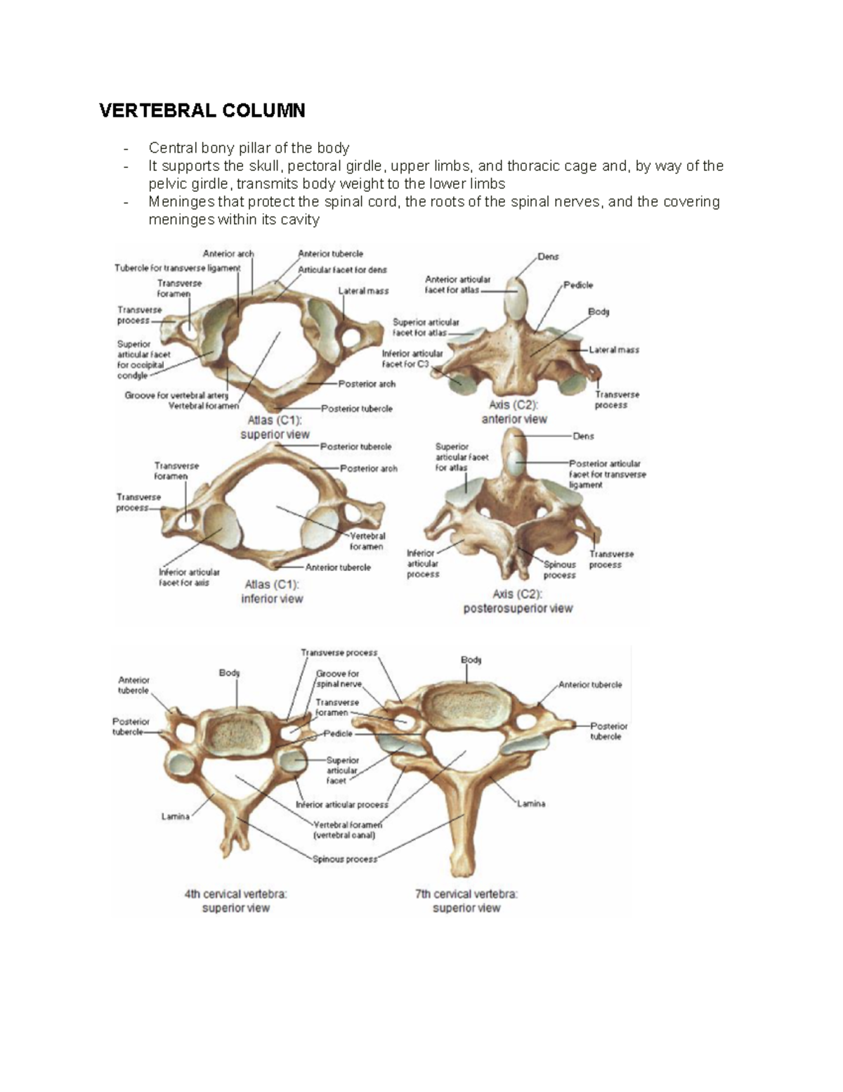 FAPM- Reviewer - VERTEBRAL COLUMN - Central bony pillar of the body ...