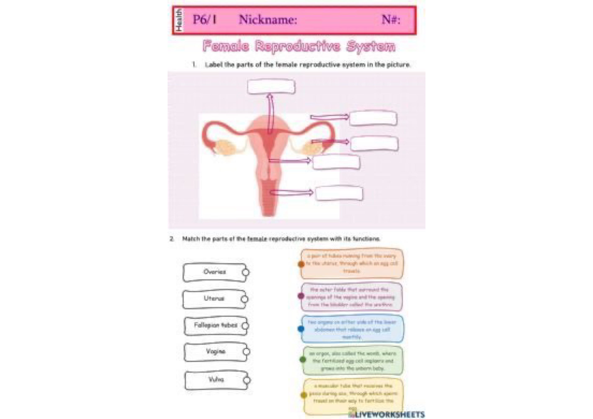 Learning with anatomy - Nickname: Female Reproductive System 1. Label ...