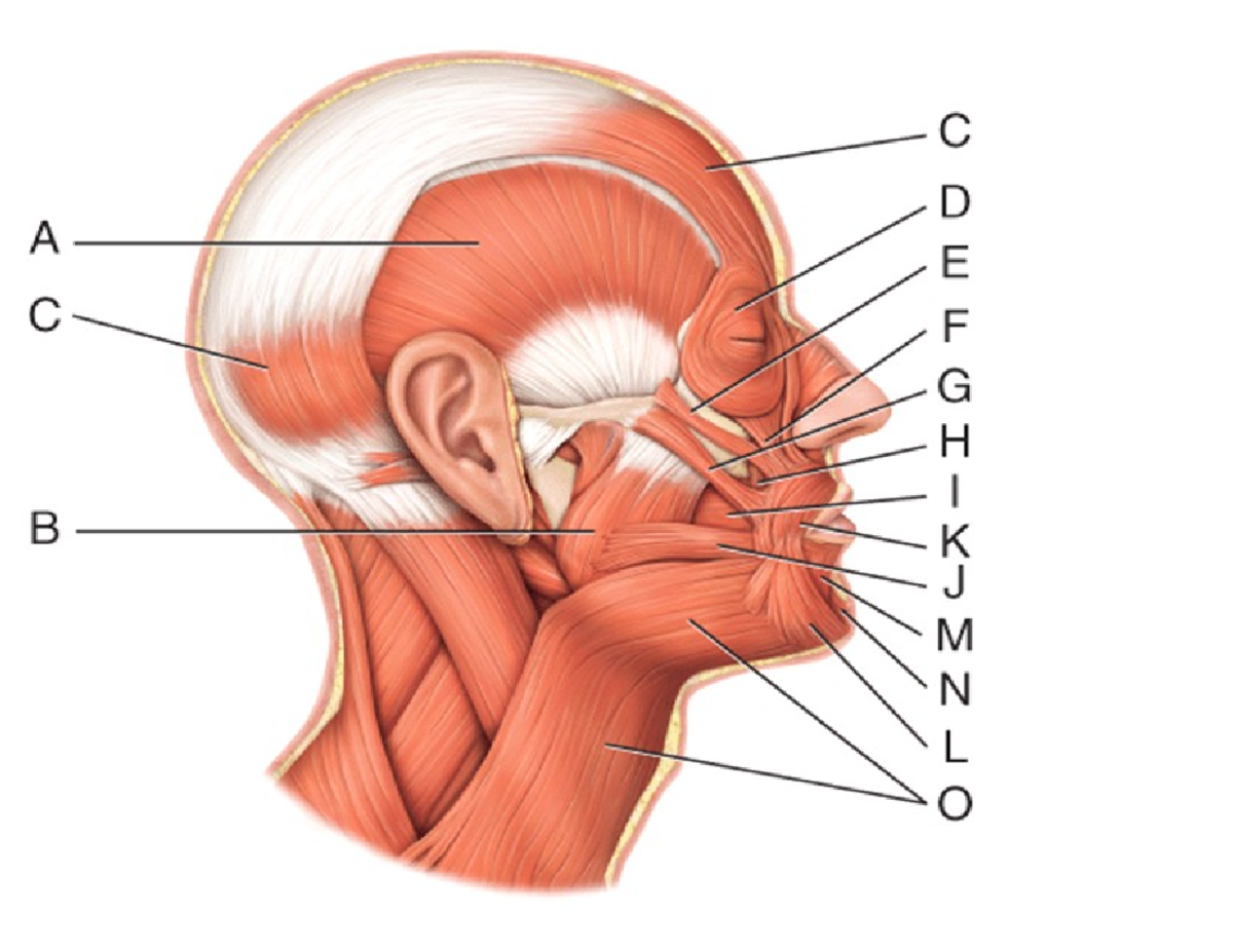 Muscles Diagrams - Practice - Muscles of the Head That Produce Facial ...
