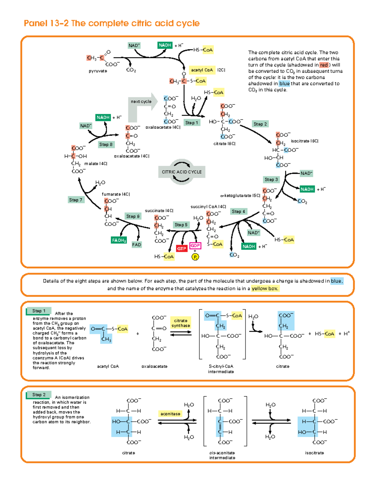 The Complete Citric Acid Cycle - enzyme removes a proton After the from ...