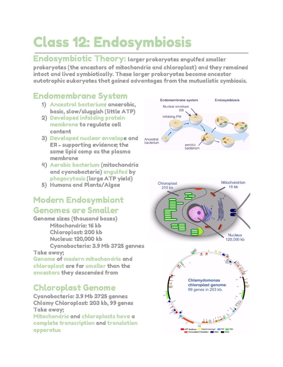 Class 12 Cycle 6 Endosymbiosis Lecture Notes - Class 12: Endosymbiosis ...