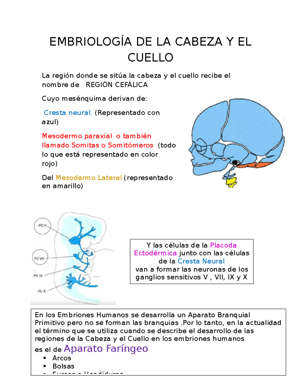 Embriología DE LA Cabeza Y EL Cuello - EMBRIOLOGÍA DE LA CABEZA Y EL ...