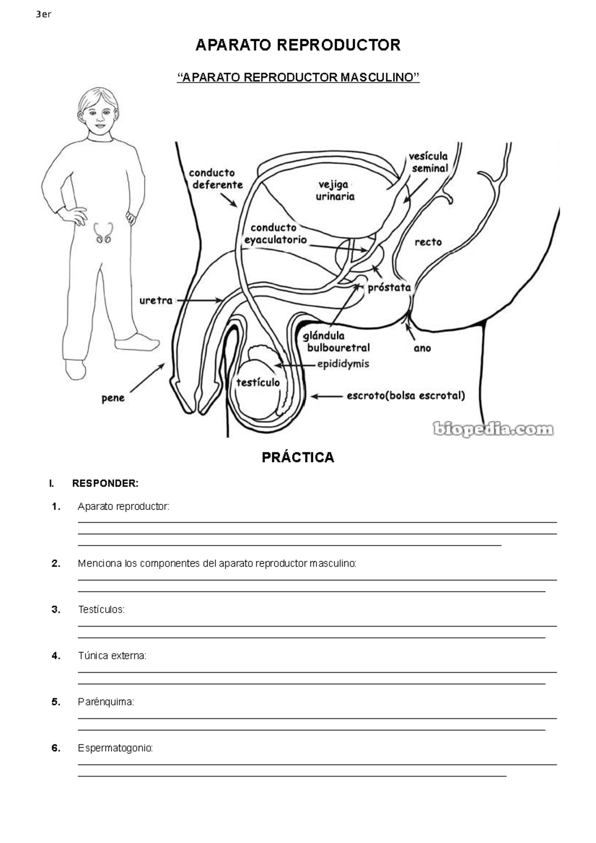 1 Aparato Reproductor I - 3er APARATO REPRODUCTOR “APARATO REPRODUCTOR ...