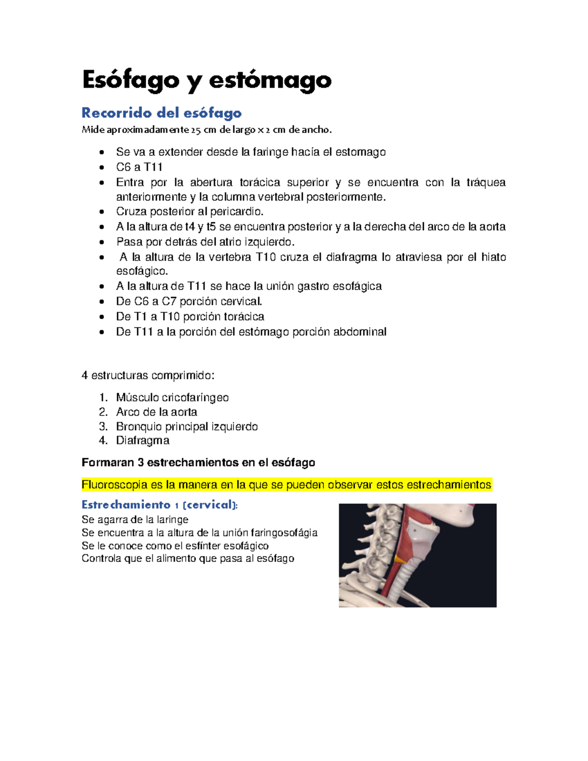 Visceras del abdomen - Esófago y estómago Recorrido del esófago Mide ...