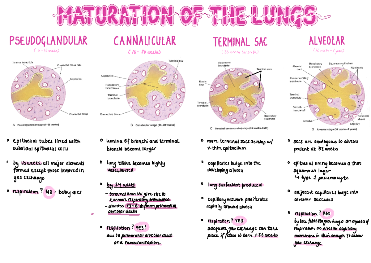 Maturation Of Lungs - notes for revision pls use and enjoy - C O O 7 → ...