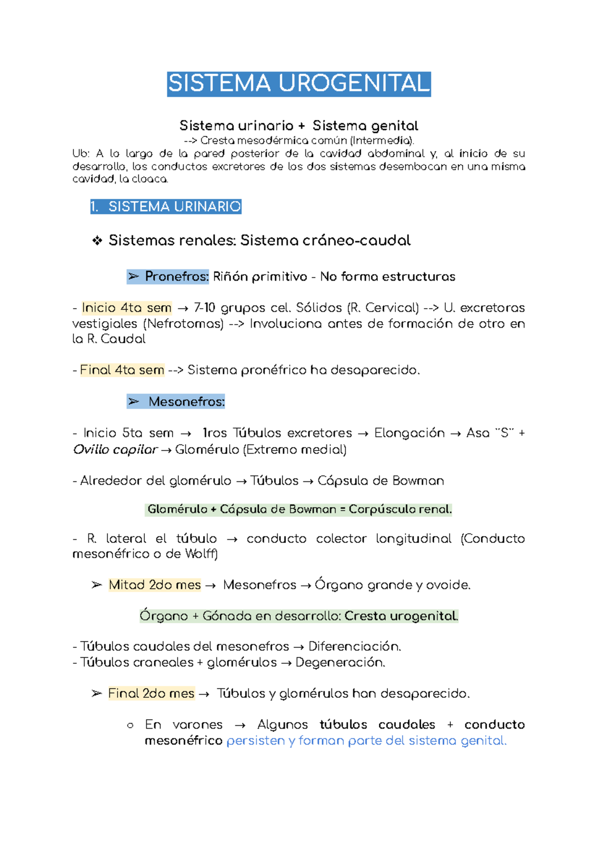 Sistema Urogenital Capítulo 16 - SISTEMA UROGENITAL Sistema urinario ...