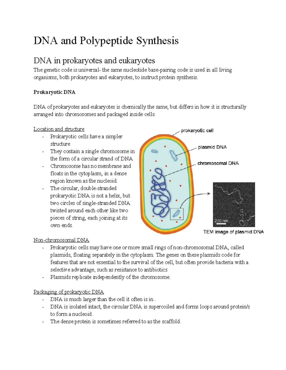 DNA and Polypeptide Synthesis Notes - DNA and Polypeptide Synthesis DNA ...