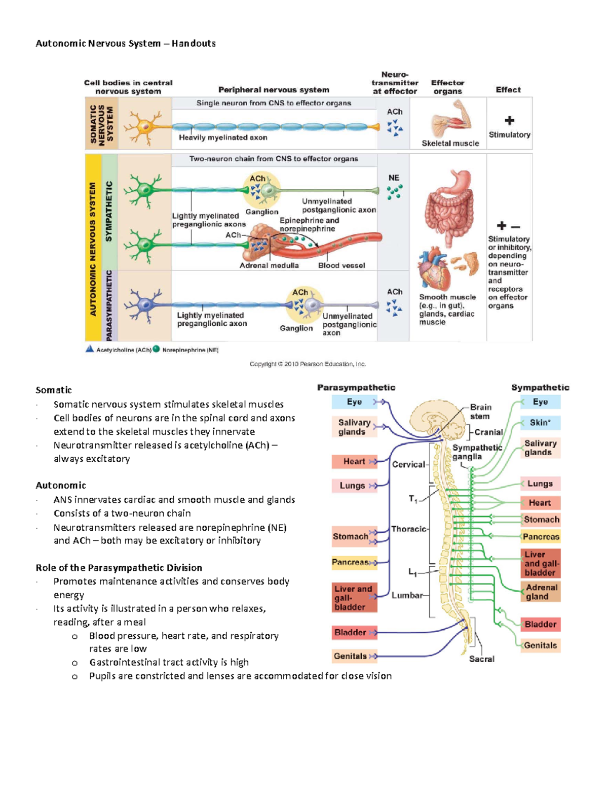 Autonomic Nervous System Handouts - Autonomic Nervous System – Handouts ...