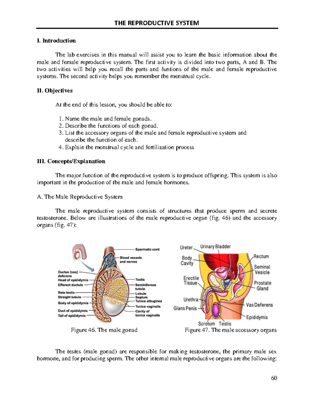 Reproductive System notes and practice work - I. Introduction The lab ...