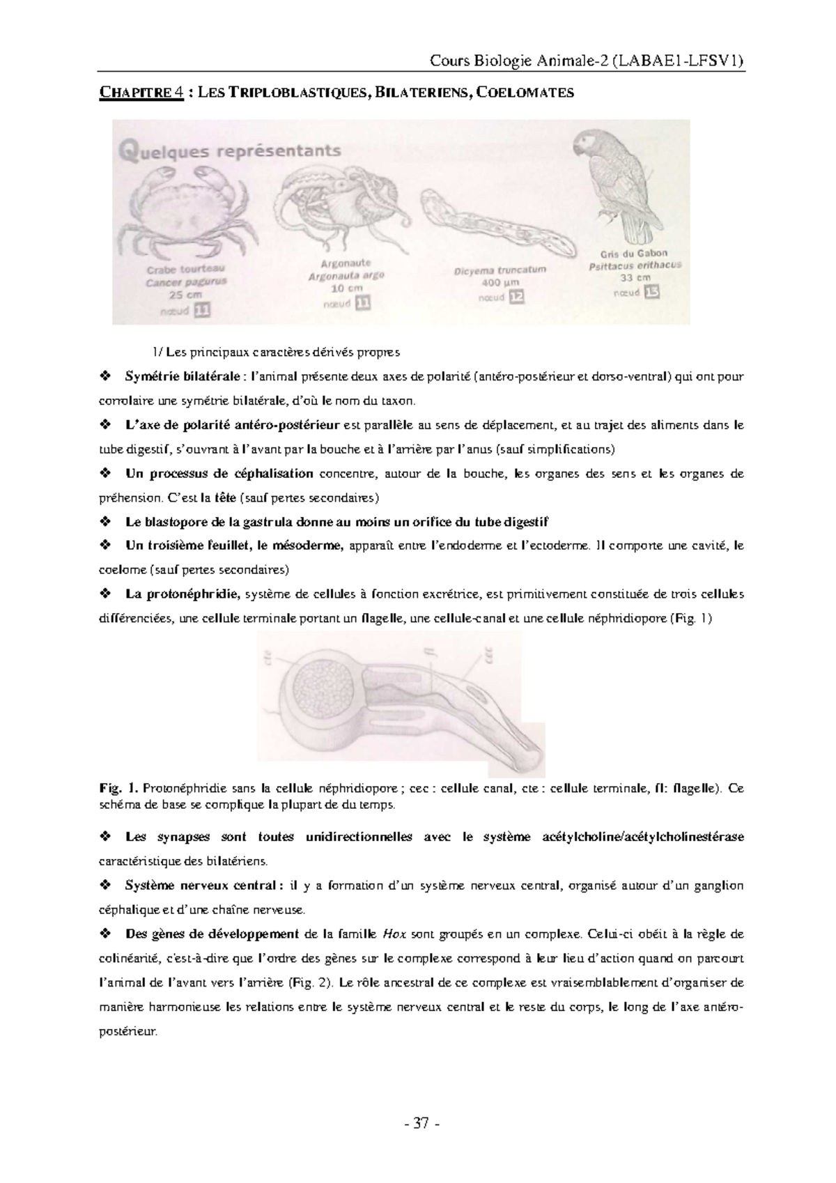 Cours Bio Animale 2 des parazoaires aux protostomiens (chapi 4 et 5) - CHAPITRE 4 : LES - Studocu