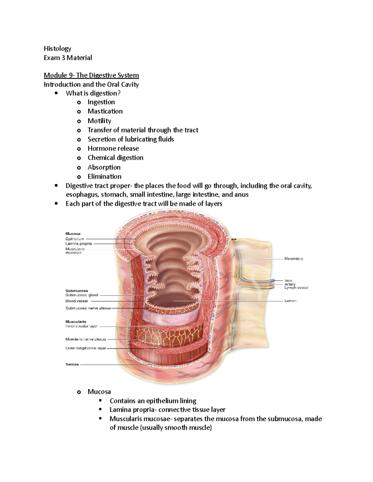Exam 3 Notes Histology w - Histology Exam 3 Material Module The ...