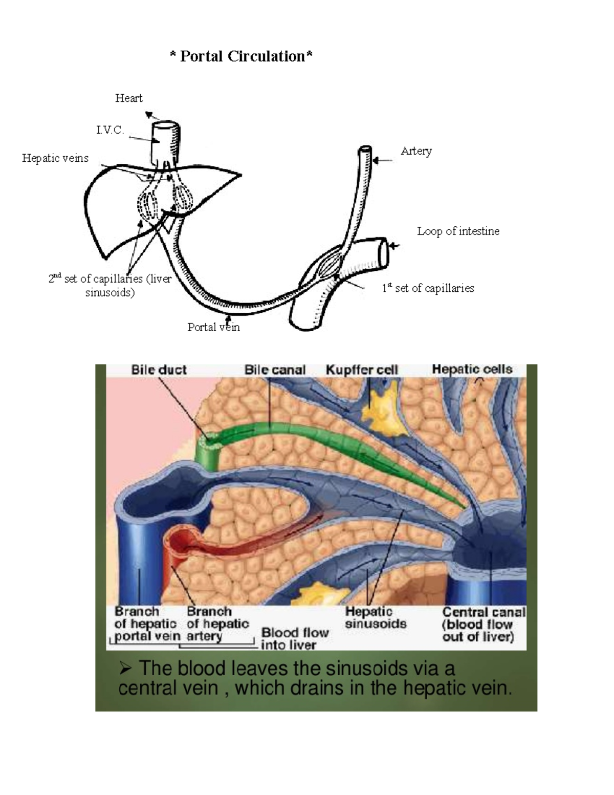 Portal Hypertension - * Portal Circulation* Heart I.V. Hepatic veins 2 ...