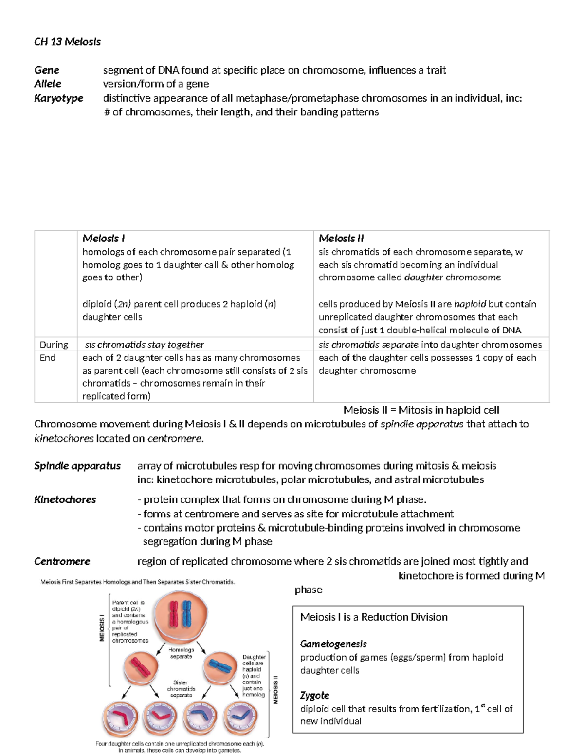 Org Bio Ch 13 Notes - CH 13 Meiosis Gene segment of DNA found at ...