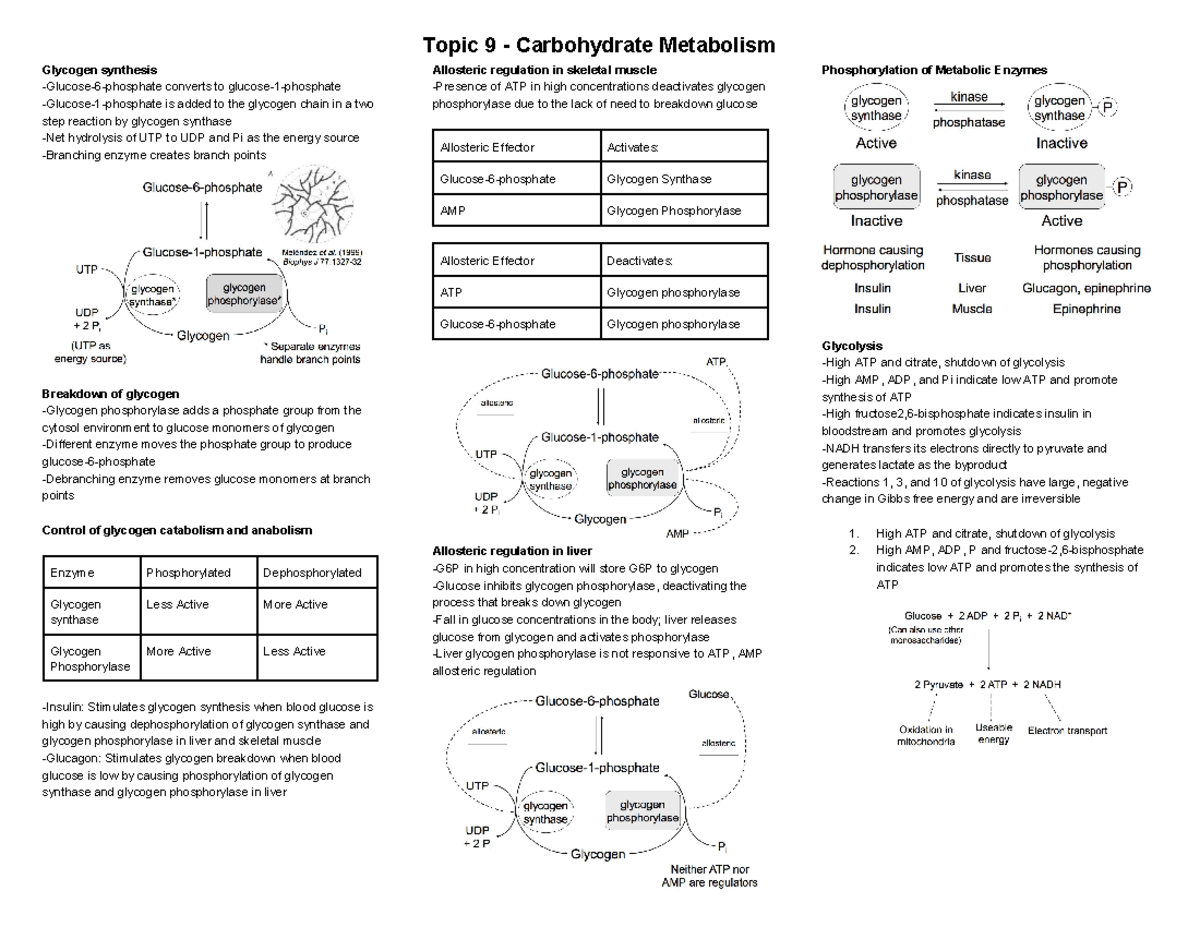Biochem Cheat Sheet 9 - Topic 9 - Carbohydrate Metabolism Glycogen ...