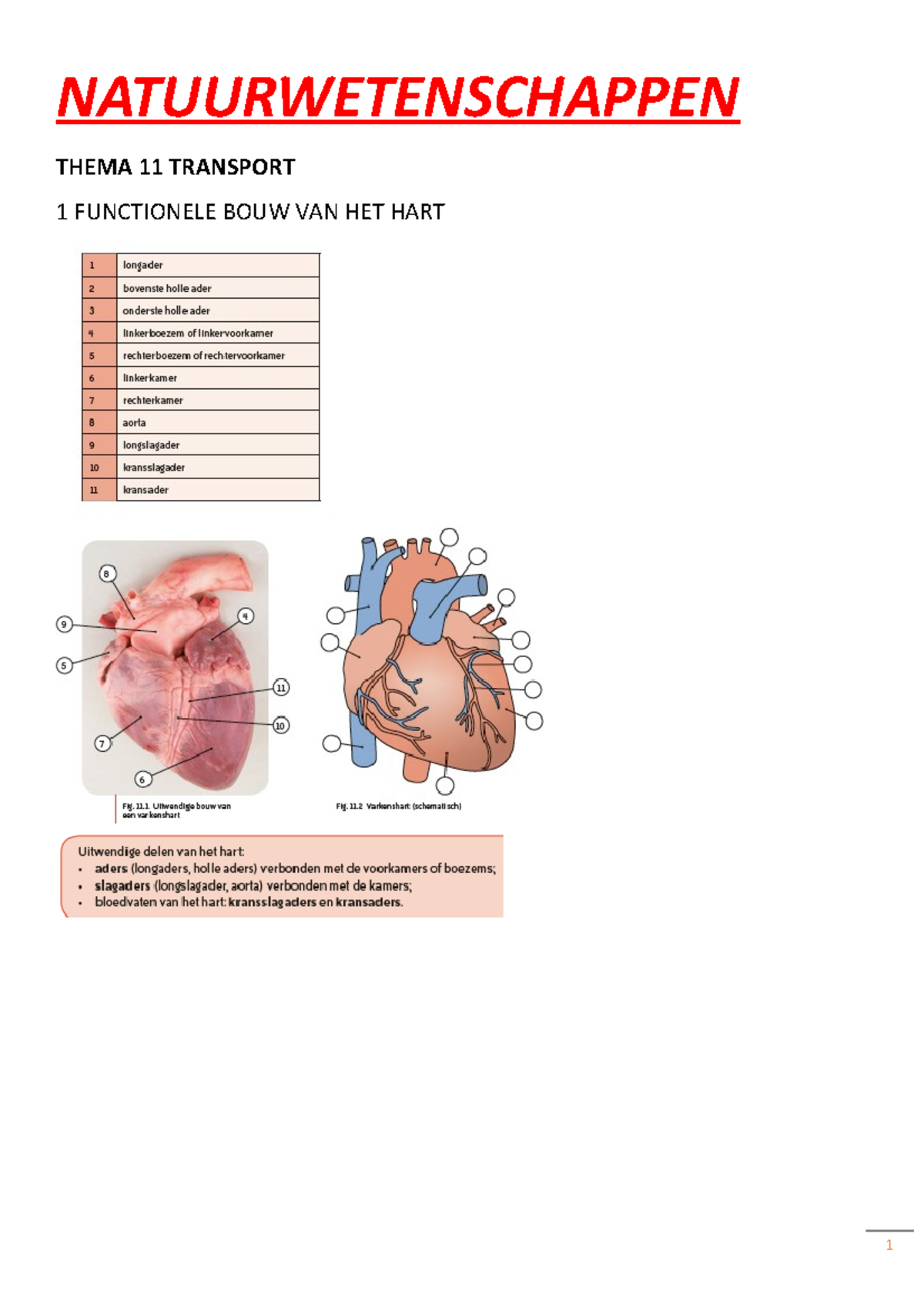 Natuurwetenschappen - NATUURWETENSCHAPPEN THEMA 11 TRANSPORT 1 ...
