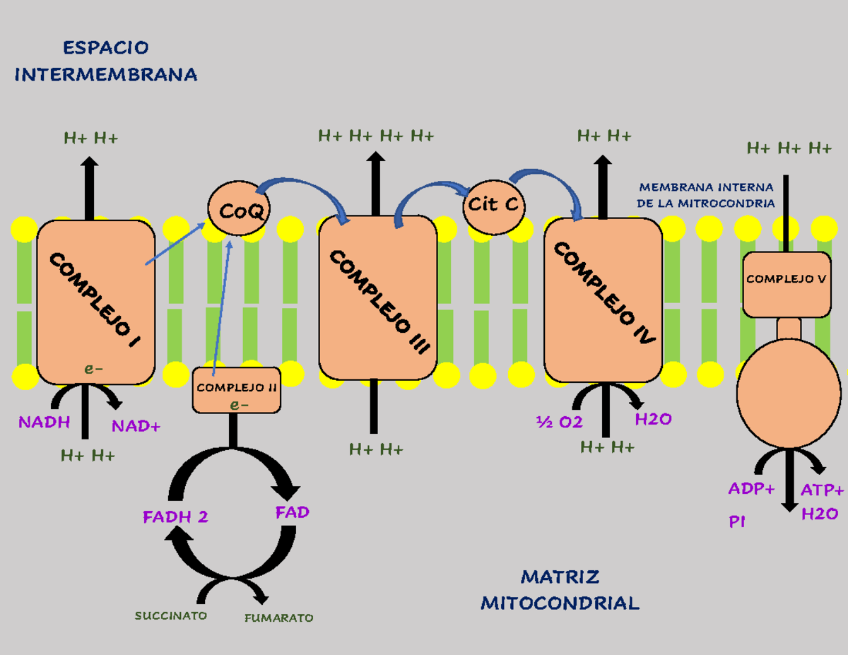 Cadena respiratoria - COMPLEJO II CoQ Cit C COMPLEJO V ESPACIO INTERMEMBRANA MATRIZ MITOCONDRIAL ...