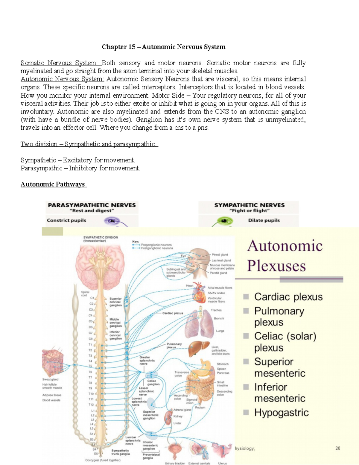 Chapter 15 – Autonomic Nervous System - Chapter 15 Autonomic Nervous ...