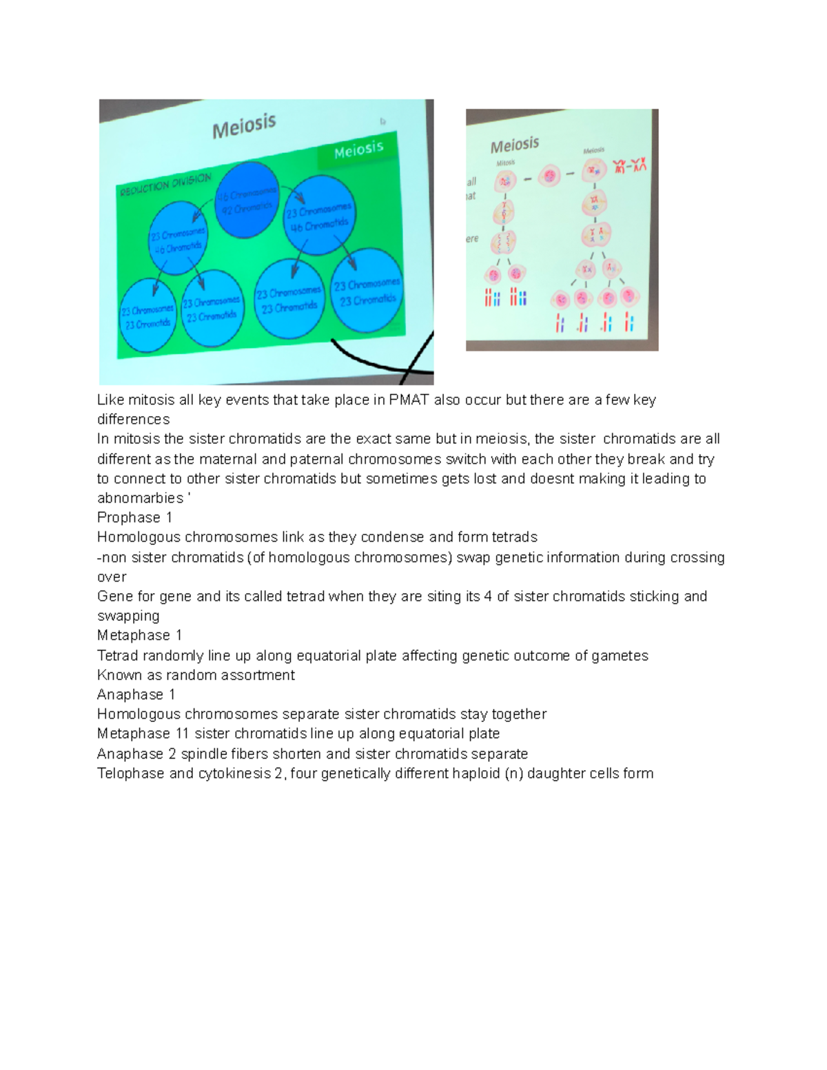 Pt4 - Mitosis - Like mitosis all key events that take place in PMAT ...