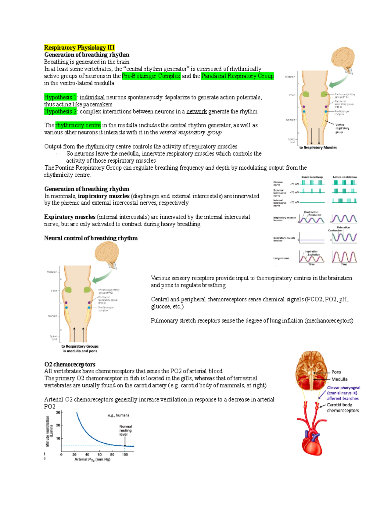 Respiratory Physiology III - Respiratory Physiology III Generation of ...