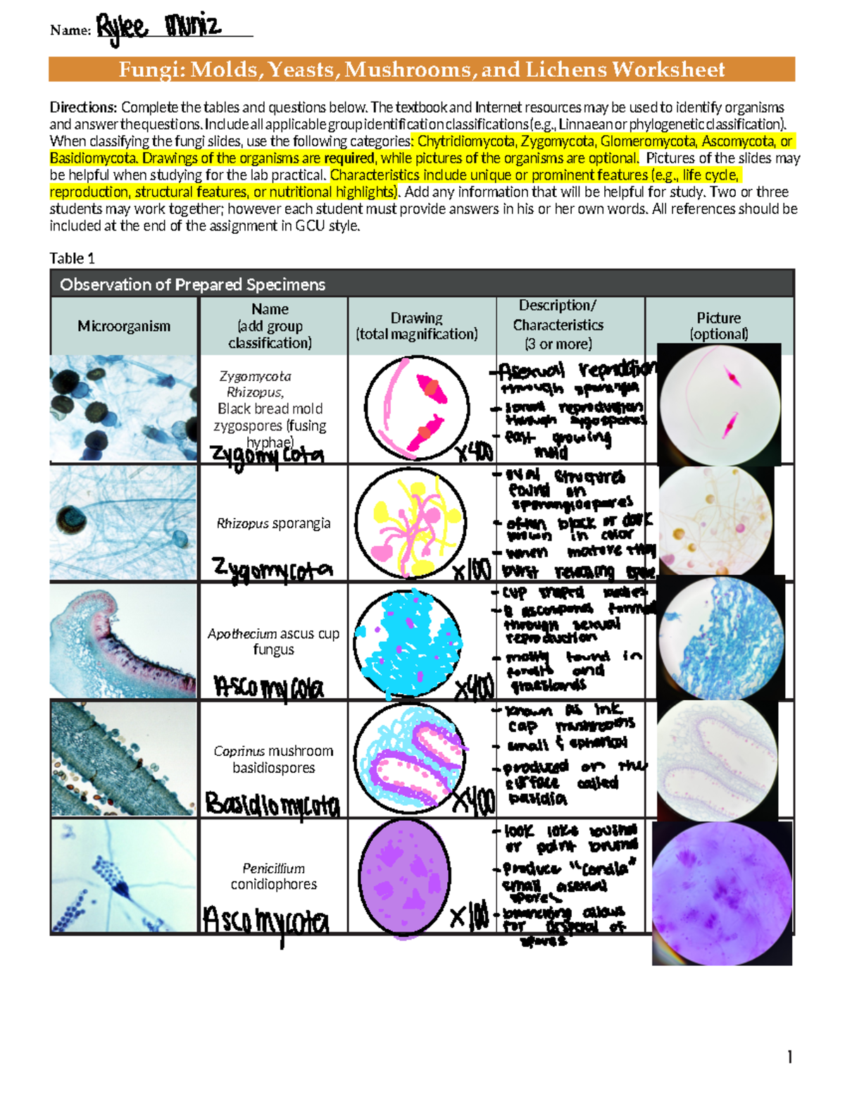 Lab 3 - Name: Fungi: Molds, Yeasts, Mushrooms, and Lichens Worksheet Directions: Complete the ...