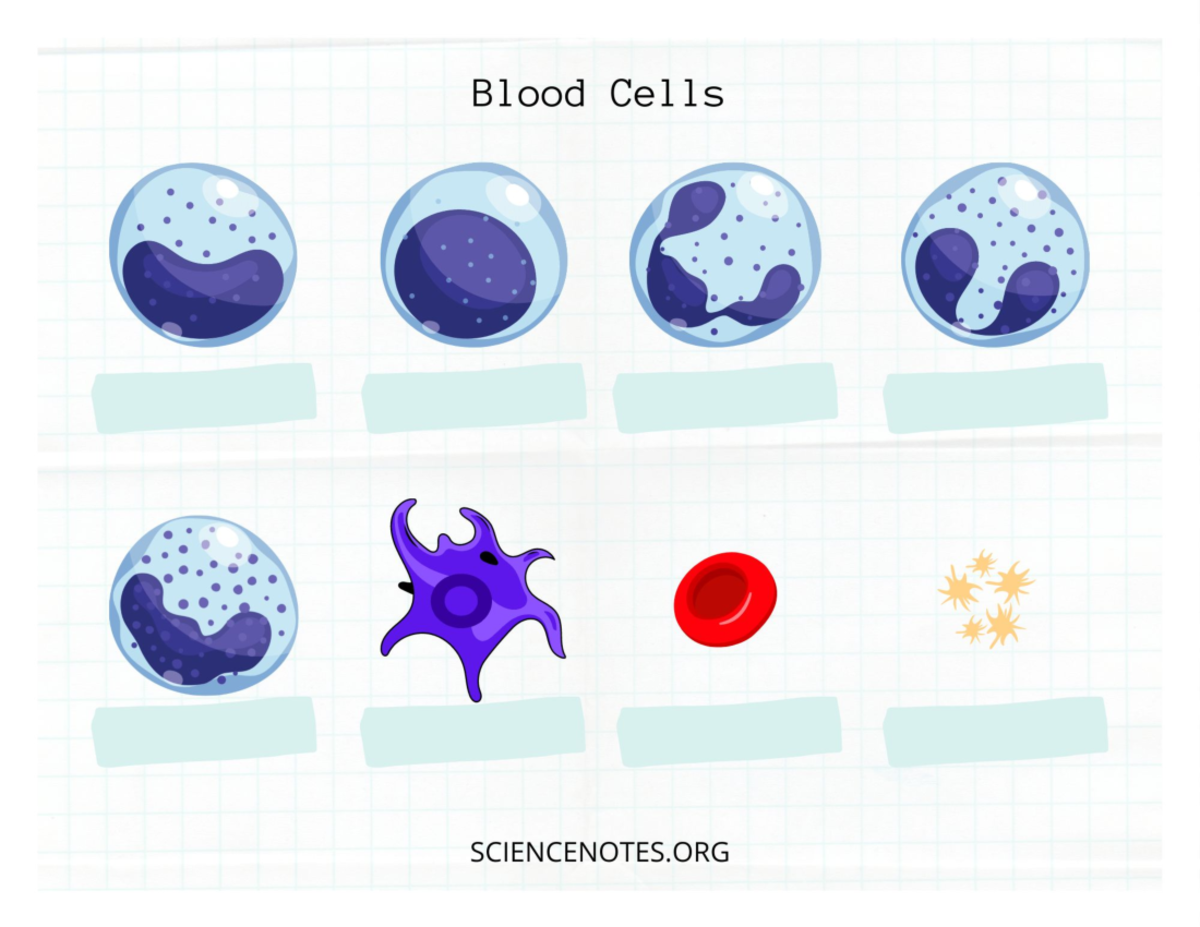 Copy of Types of Blood Cells - General Education Elective 1 - Blood ...