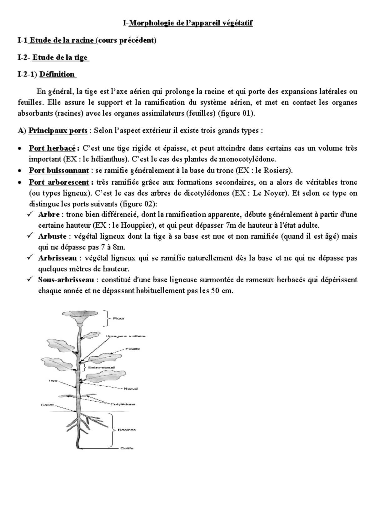 2 La tige - la tige cours - I-Morphologie de l’appareil végétatif I-1 ...