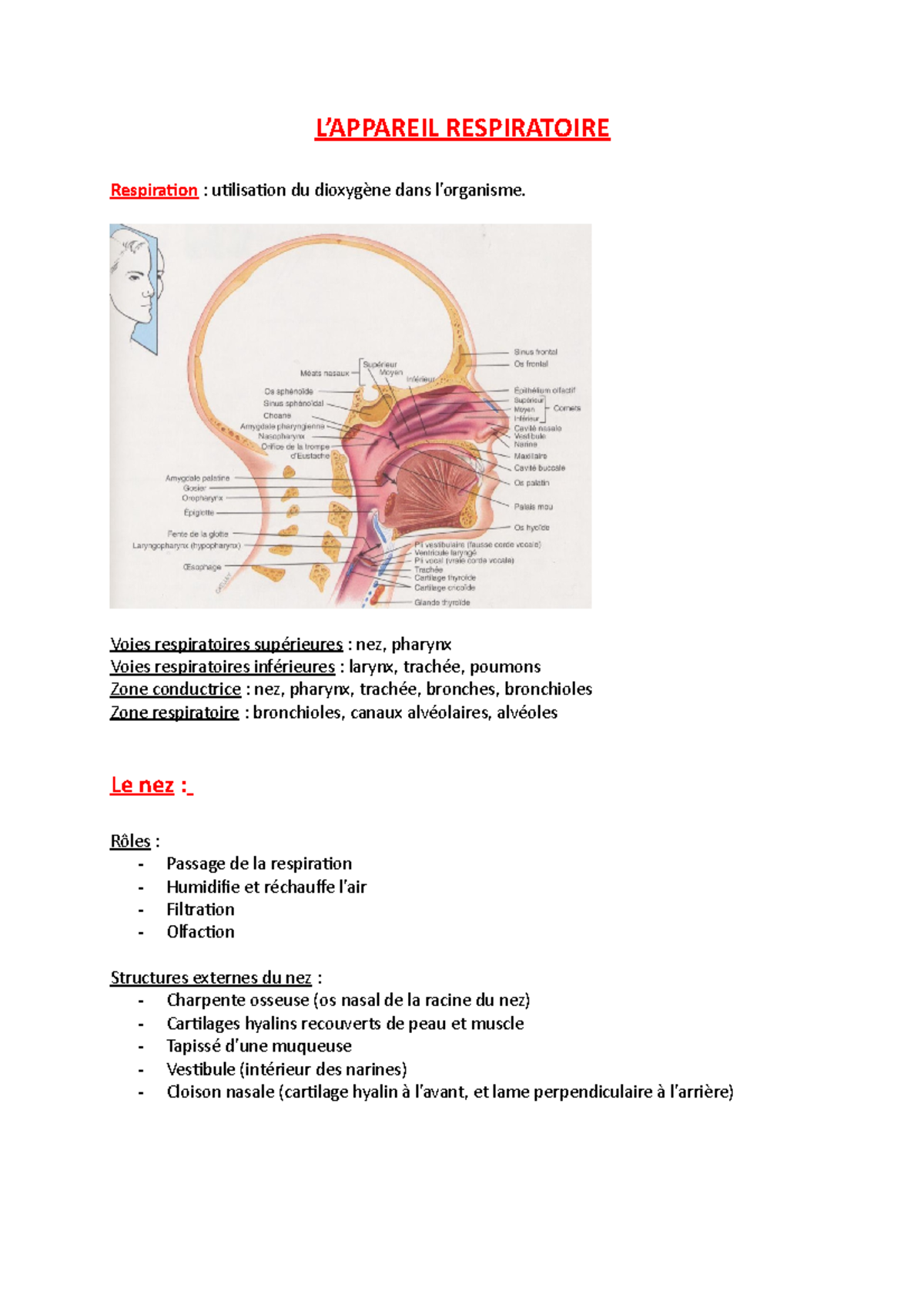 Système respiratoire - Cours L1, année 2021-2022 - L’APPAREIL ...