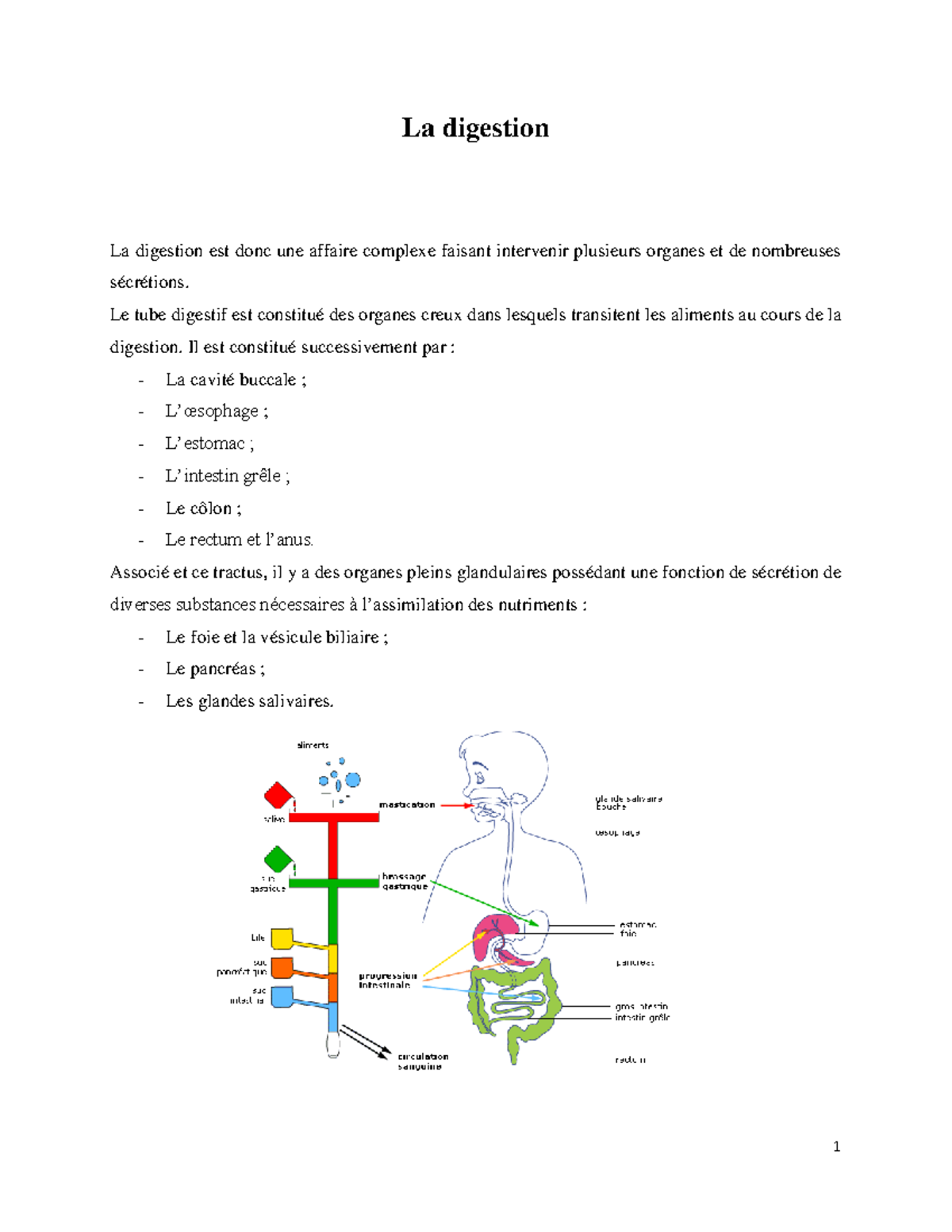 La digestion - Summary biology ibt - La digestion La digestion est donc ...