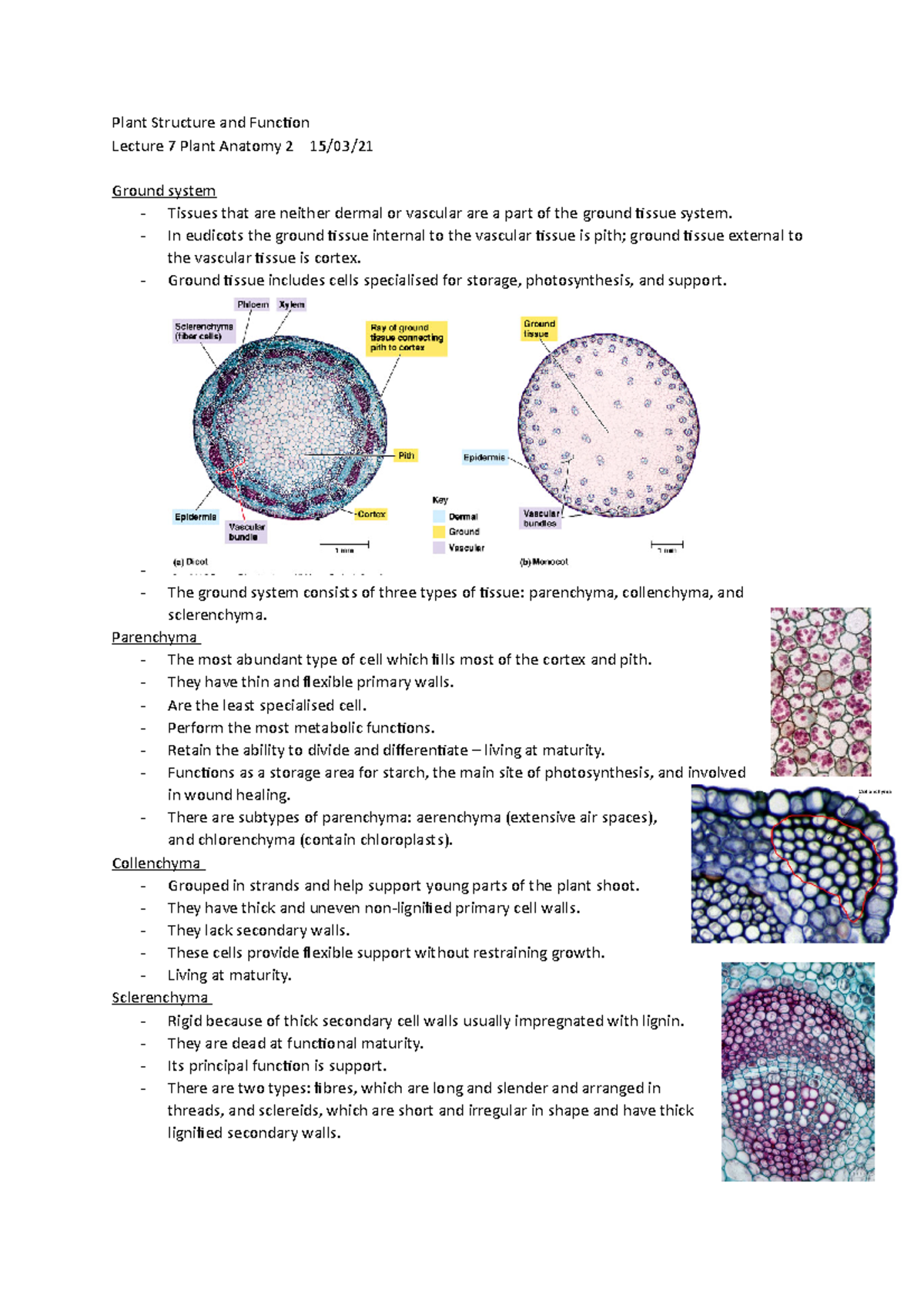 Plant Anatomy Part 2 - Plant Structure and Function Lecture 7 Plant ...