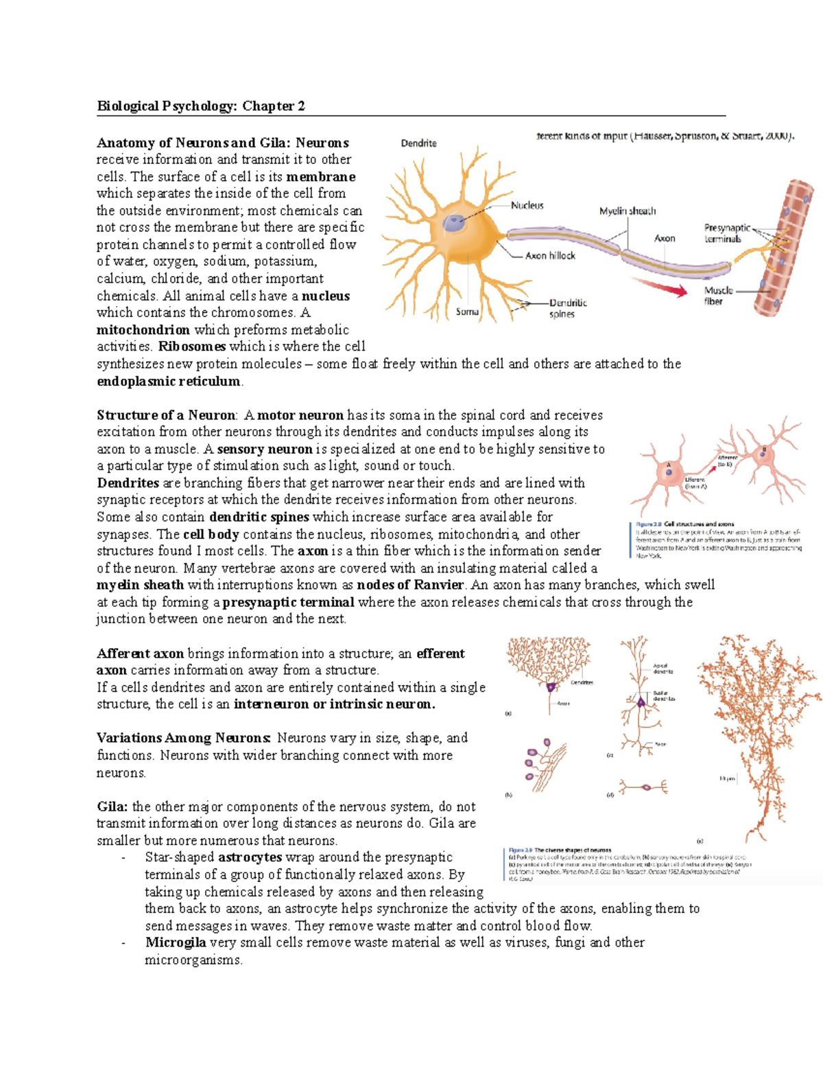 Bio Psyc Chapter 2 - Biological Psychology: Chapter 2 Anatomy of ...